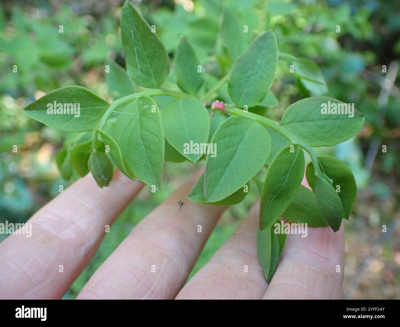 Red Huckleberry (Vaccinium parvifolium Stock Photo - Alamy