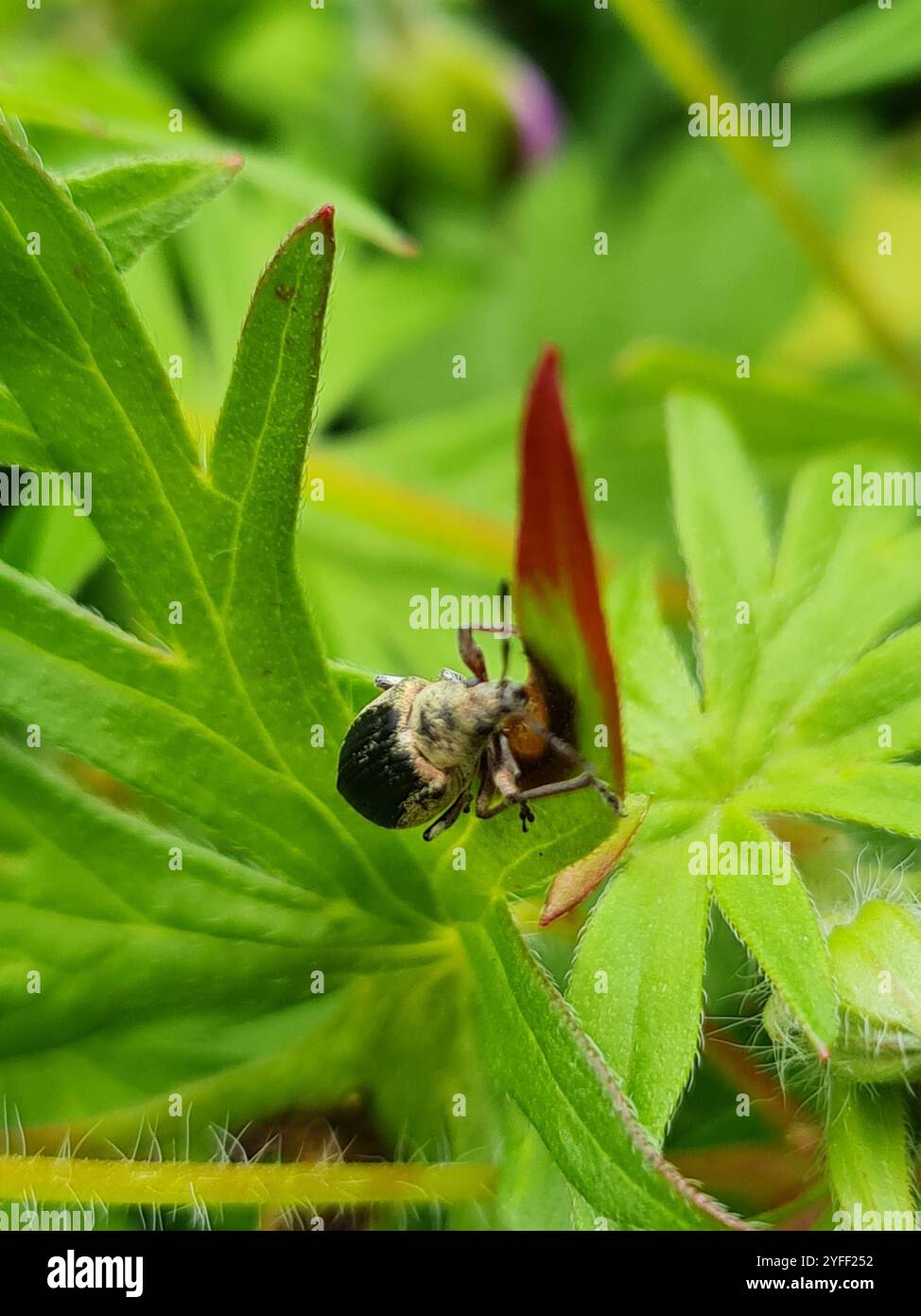 Nettle weevil (Phyllobius pomaceus Stock Photo - Alamy