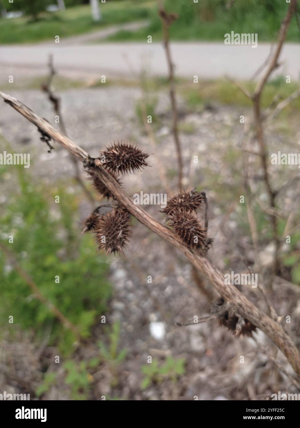 common cocklebur (Xanthium orientale Stock Photo - Alamy