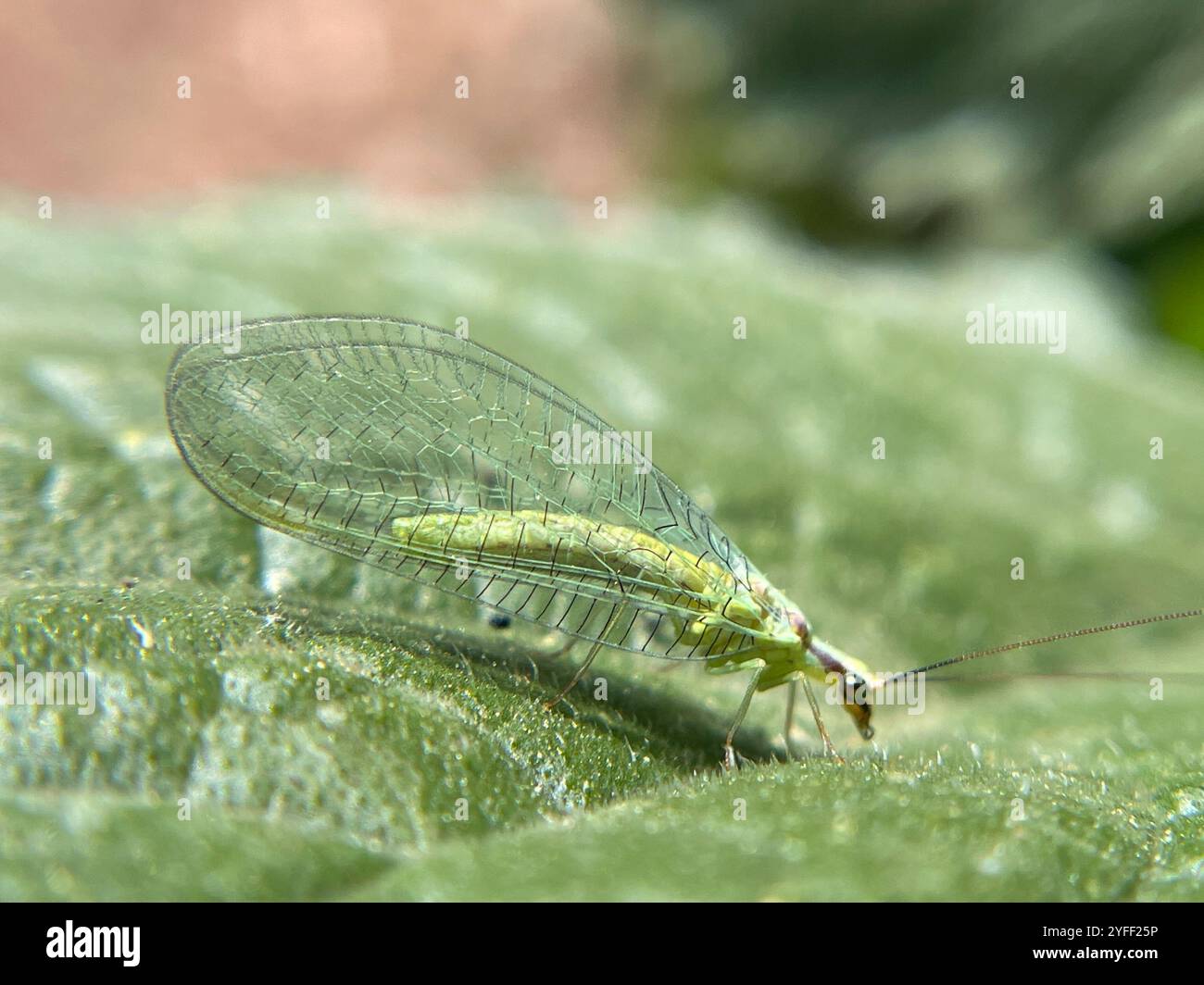 Coloradensis hi-res stock photography and images - Alamy