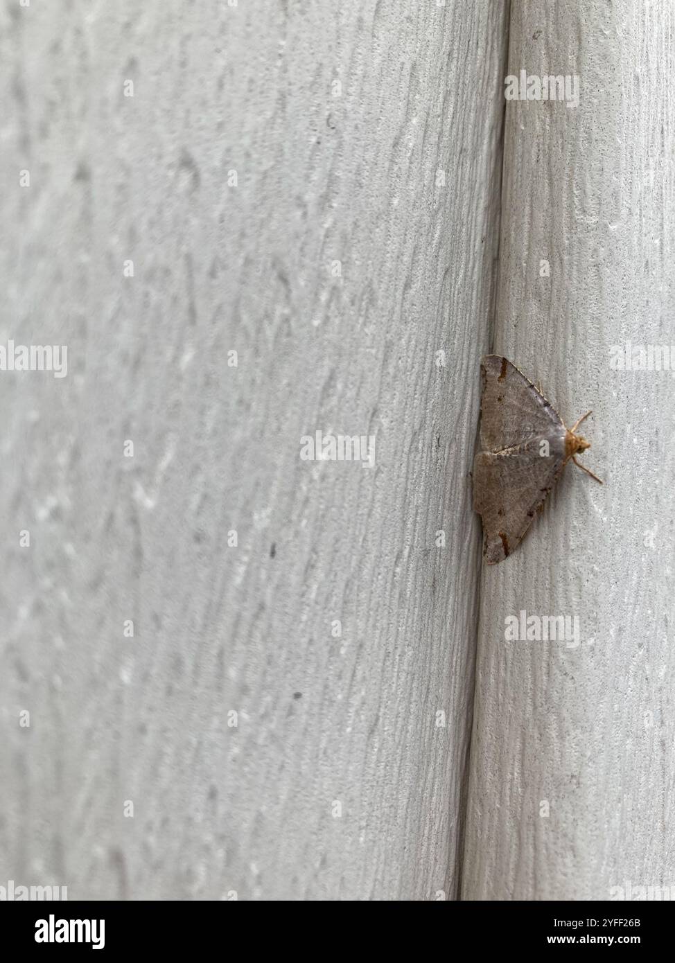 Red-headed Inchworm Moth (Macaria bisignata Stock Photo - Alamy