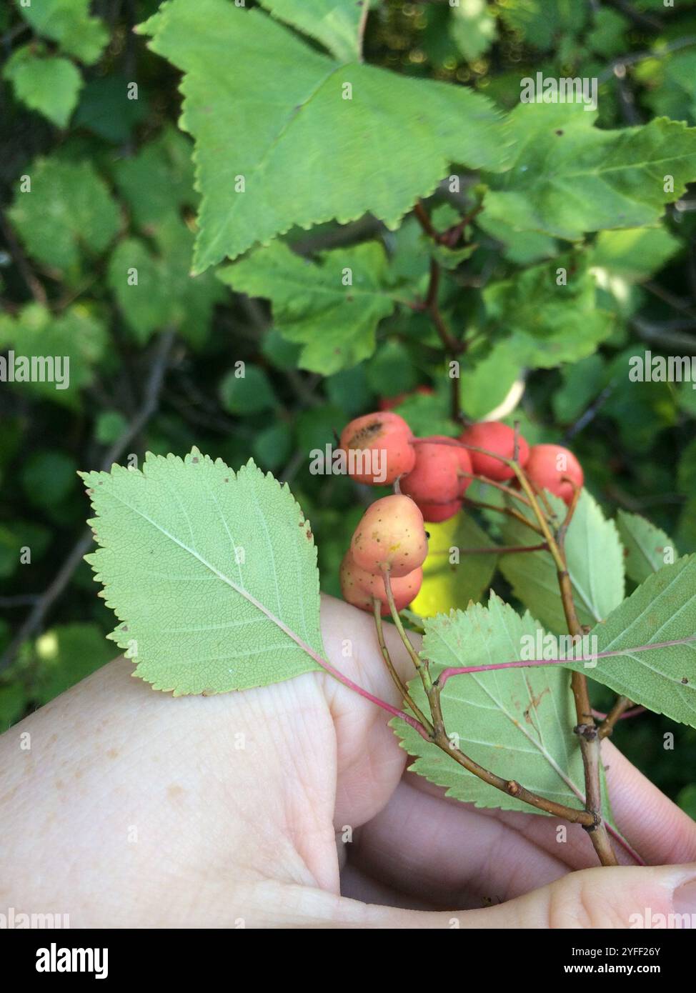 Glabrous-fruit Fireberry Hawthorn (Crataegus chrysocarpa phoeniceoides ...