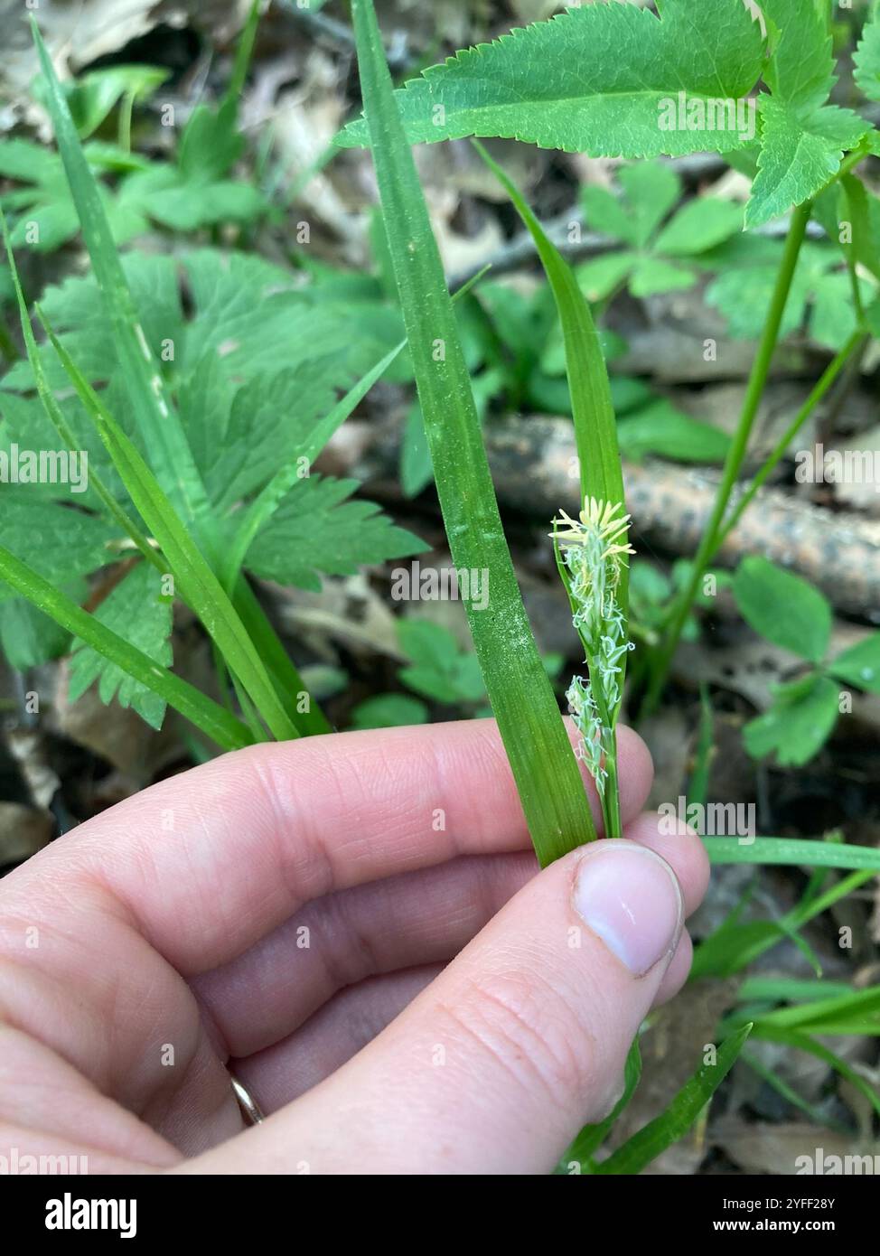 Carex sect. Paniceae (Paniceae Stock Photo - Alamy