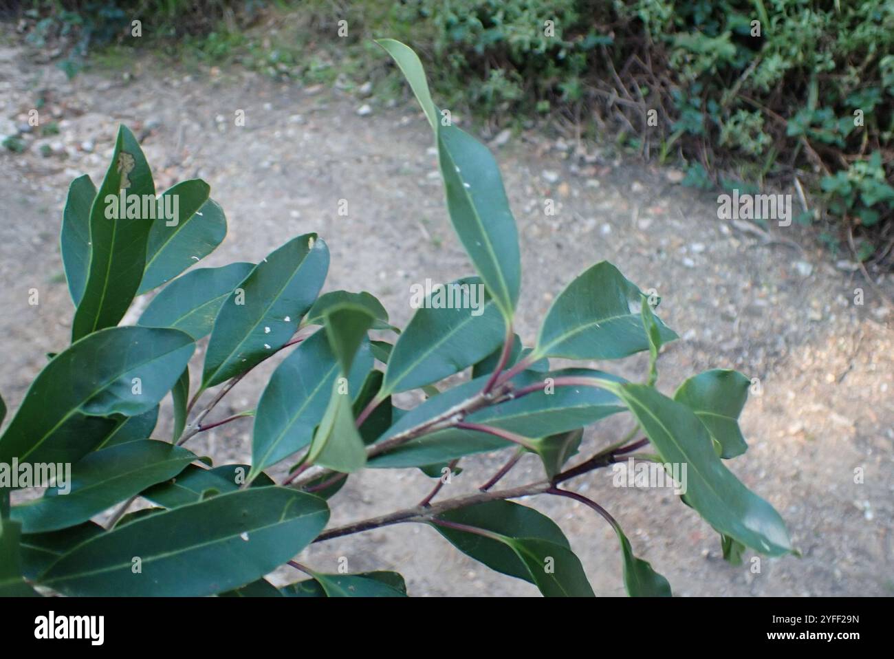 Common Cape Holly (Ilex mitis mitis Stock Photo - Alamy