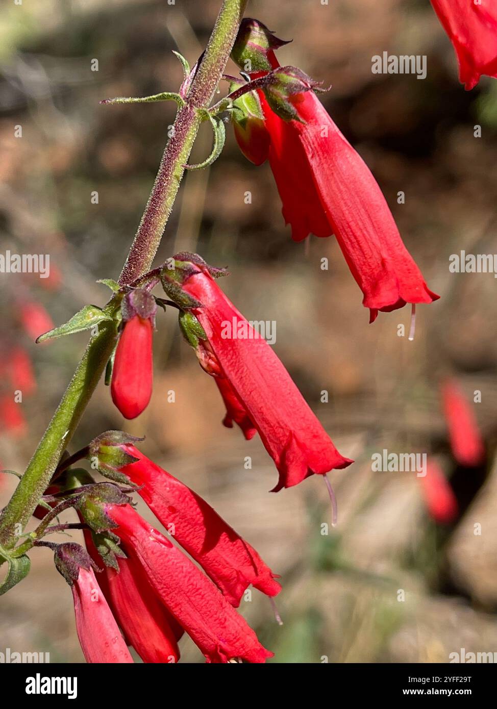firecracker penstemon (Penstemon eatonii Stock Photo - Alamy