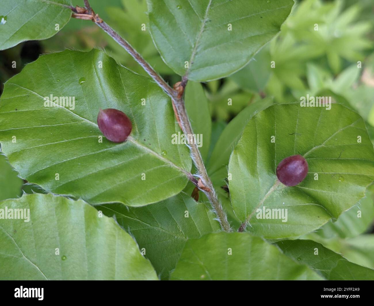 Beech Gall Midge (Mikiola fagi Stock Photo - Alamy