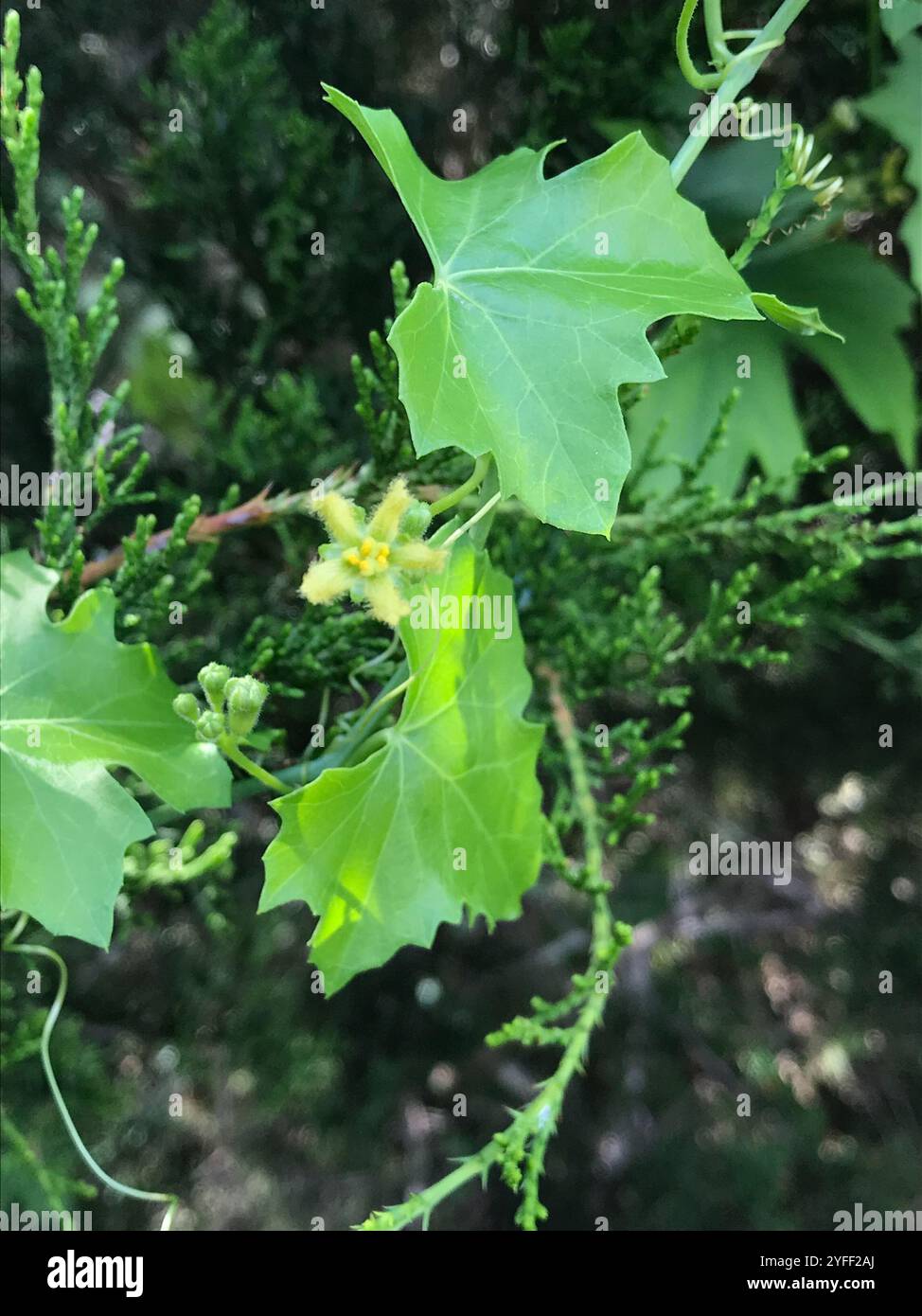 snake apple (Ibervillea lindheimeri Stock Photo - Alamy