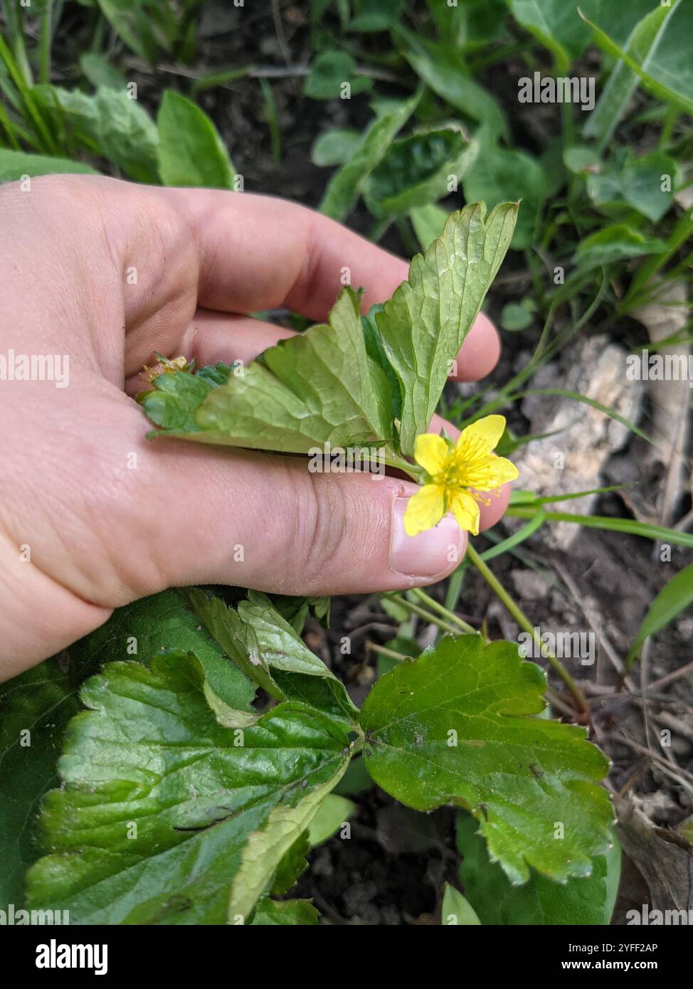 Appalachian barren-strawberry (Waldsteinia fragarioides Stock Photo - Alamy