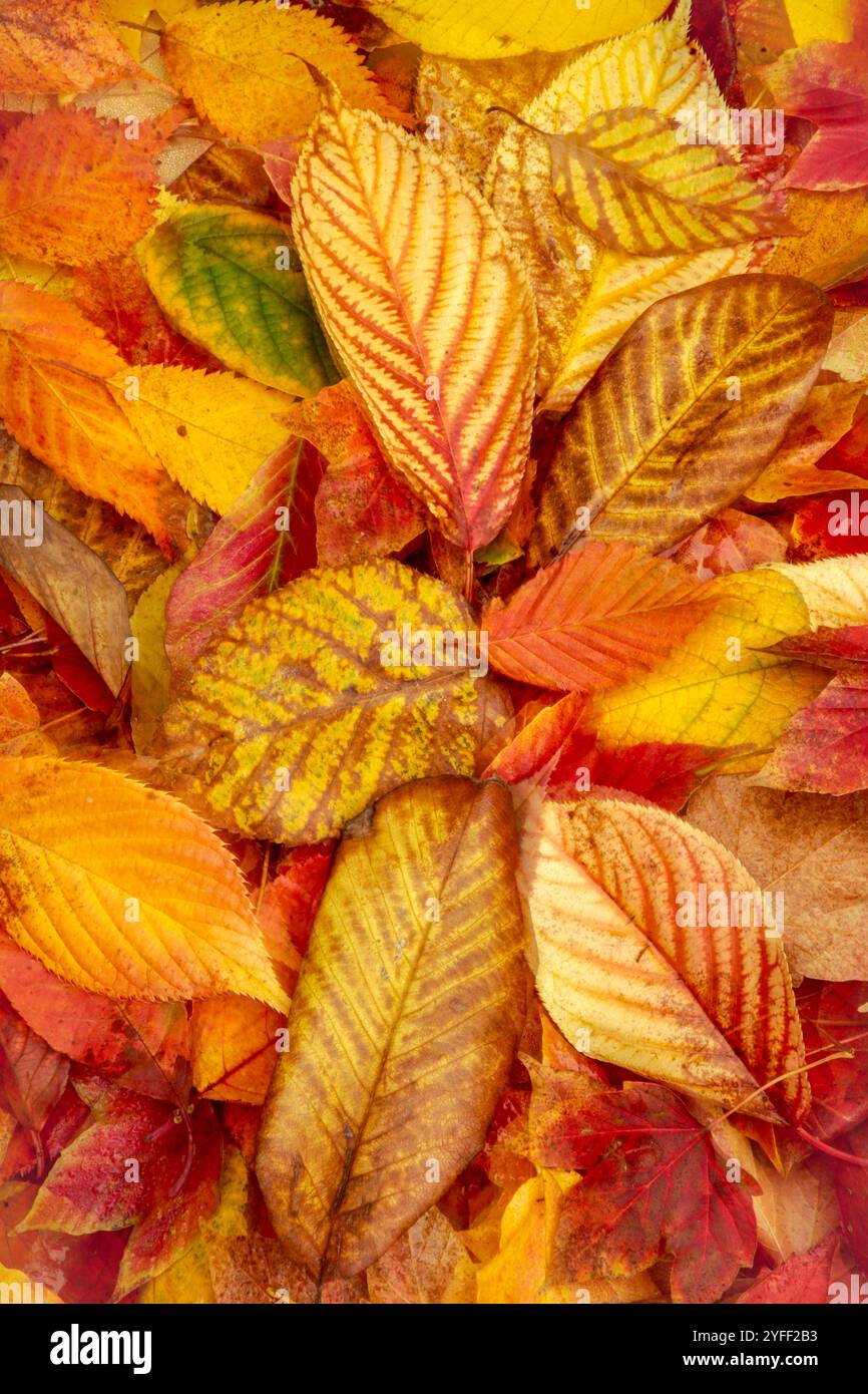 Autumn leaf collage Stock Photo - Alamy