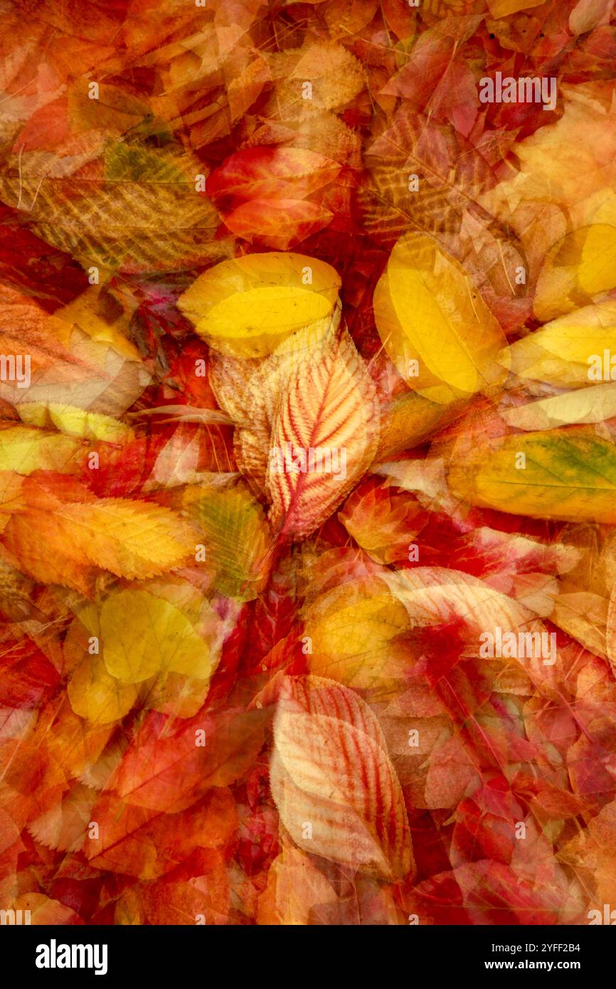 Autumn leaf collage Stock Photo - Alamy