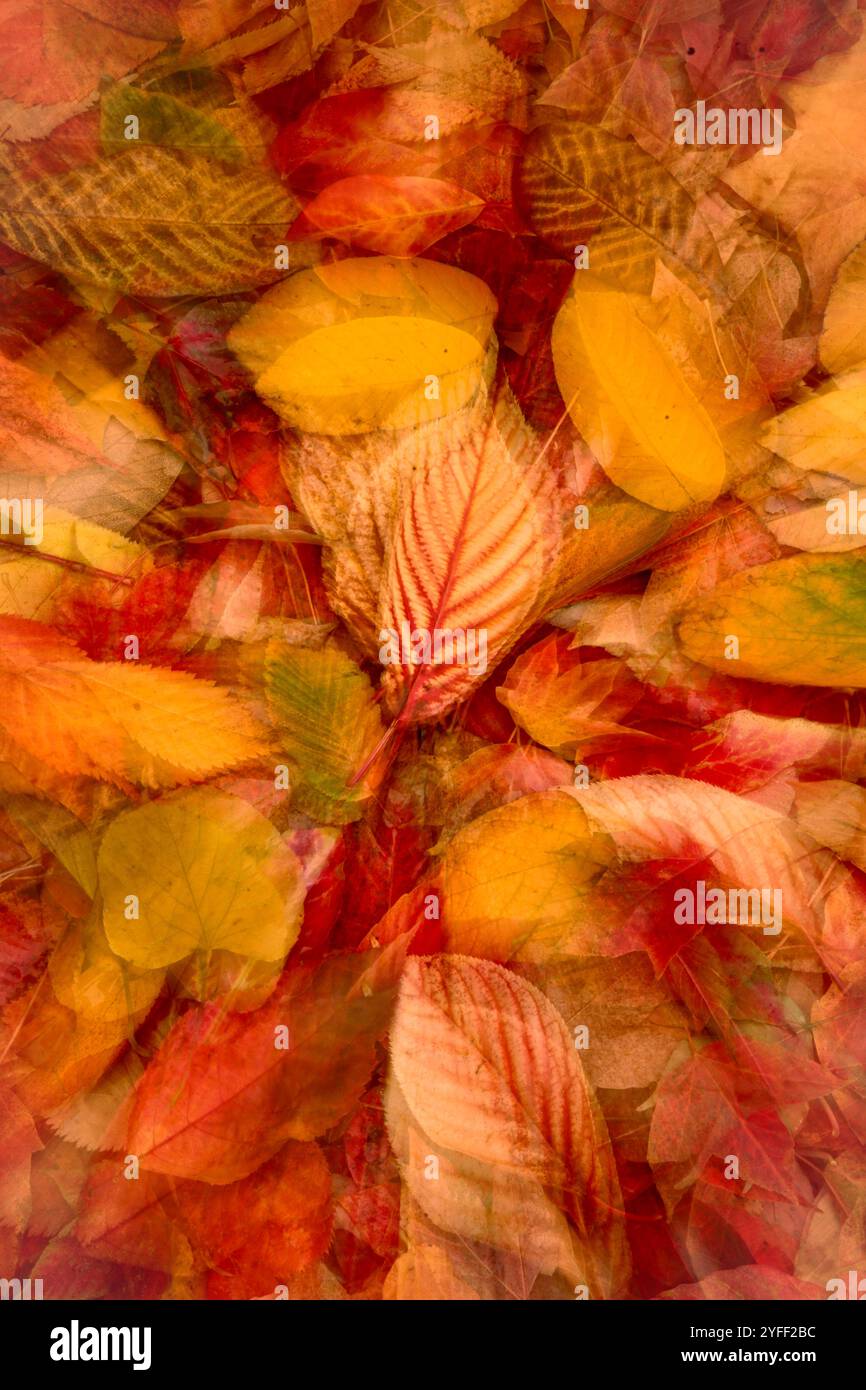 Autumn leaf collage Stock Photo - Alamy