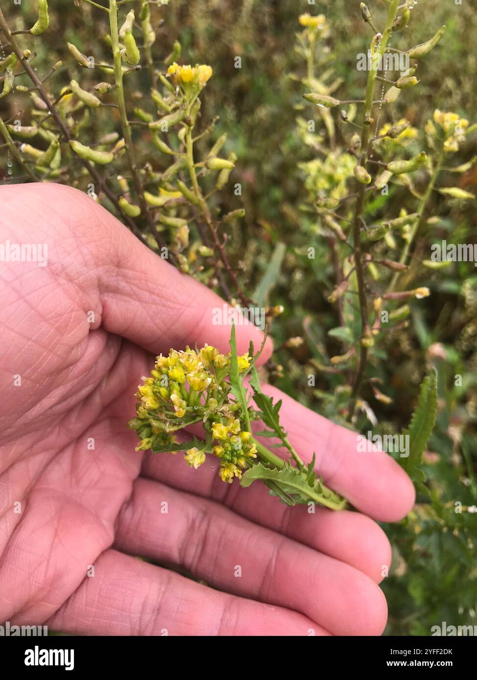 Bog Yellowcress (Rorippa palustris Stock Photo - Alamy