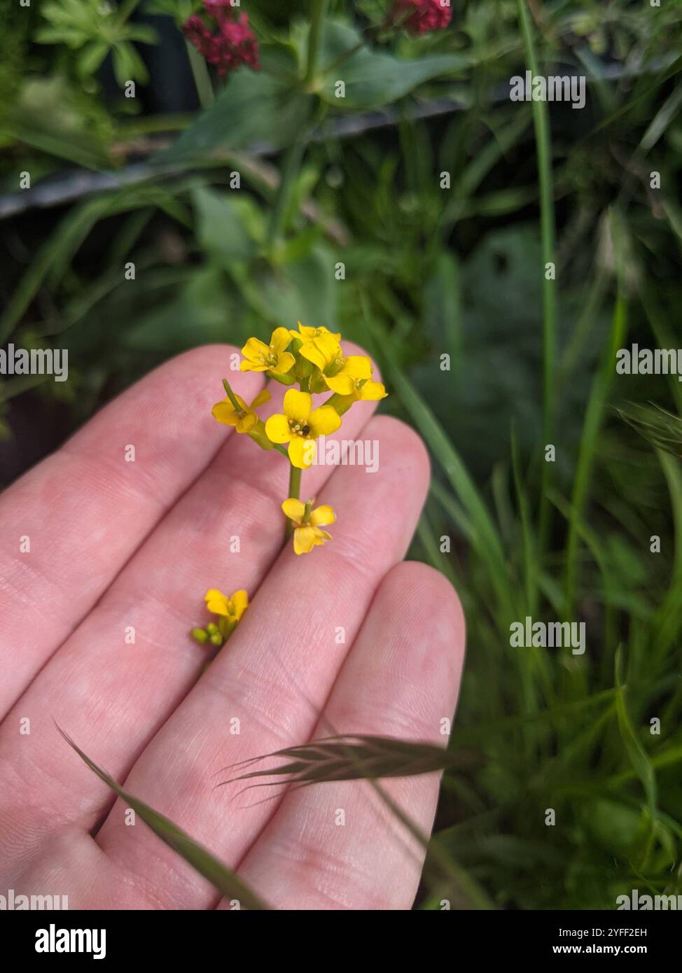 mustard family (Brassicaceae Stock Photo - Alamy