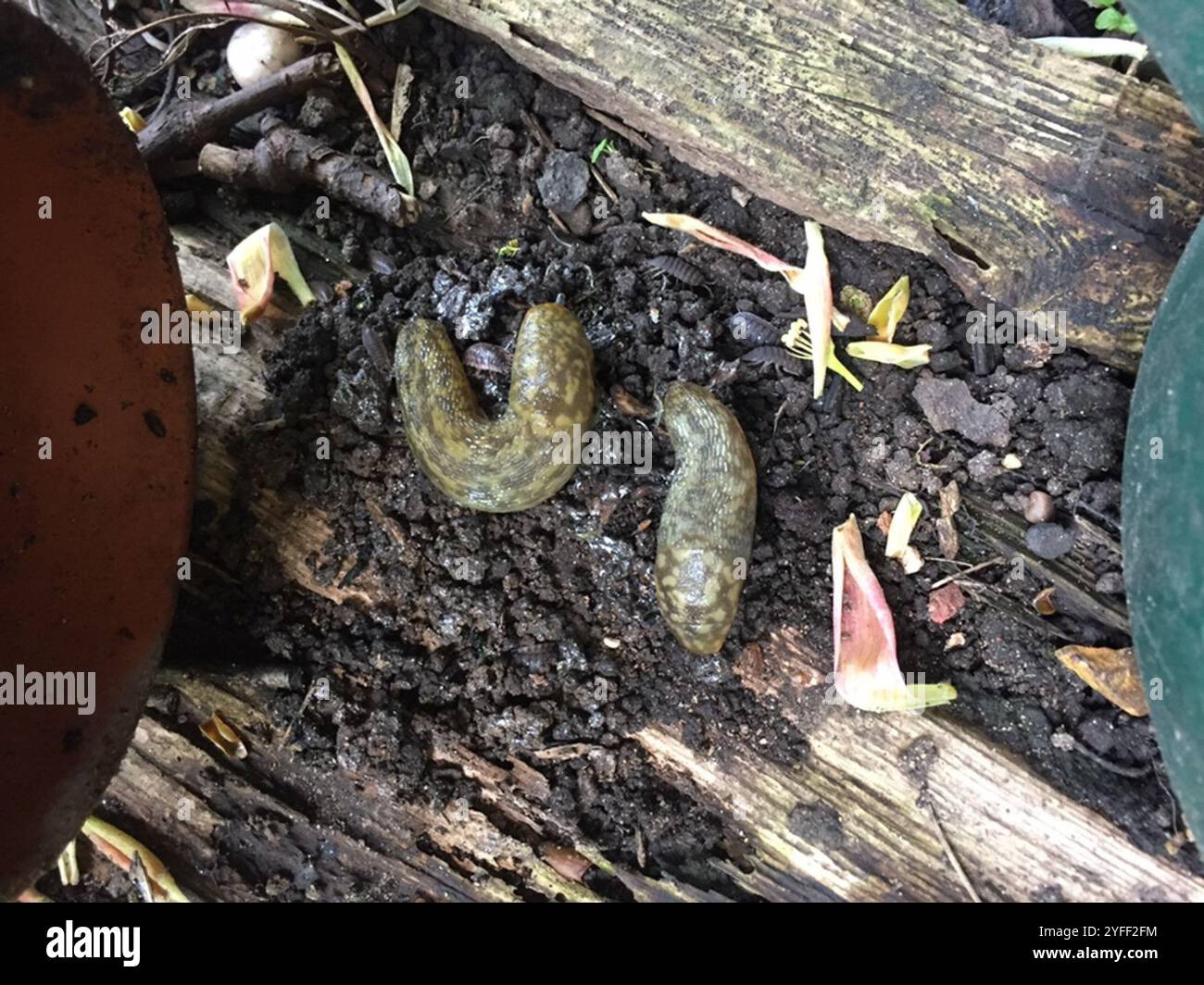 Cellar Slugs (Limacus Stock Photo - Alamy