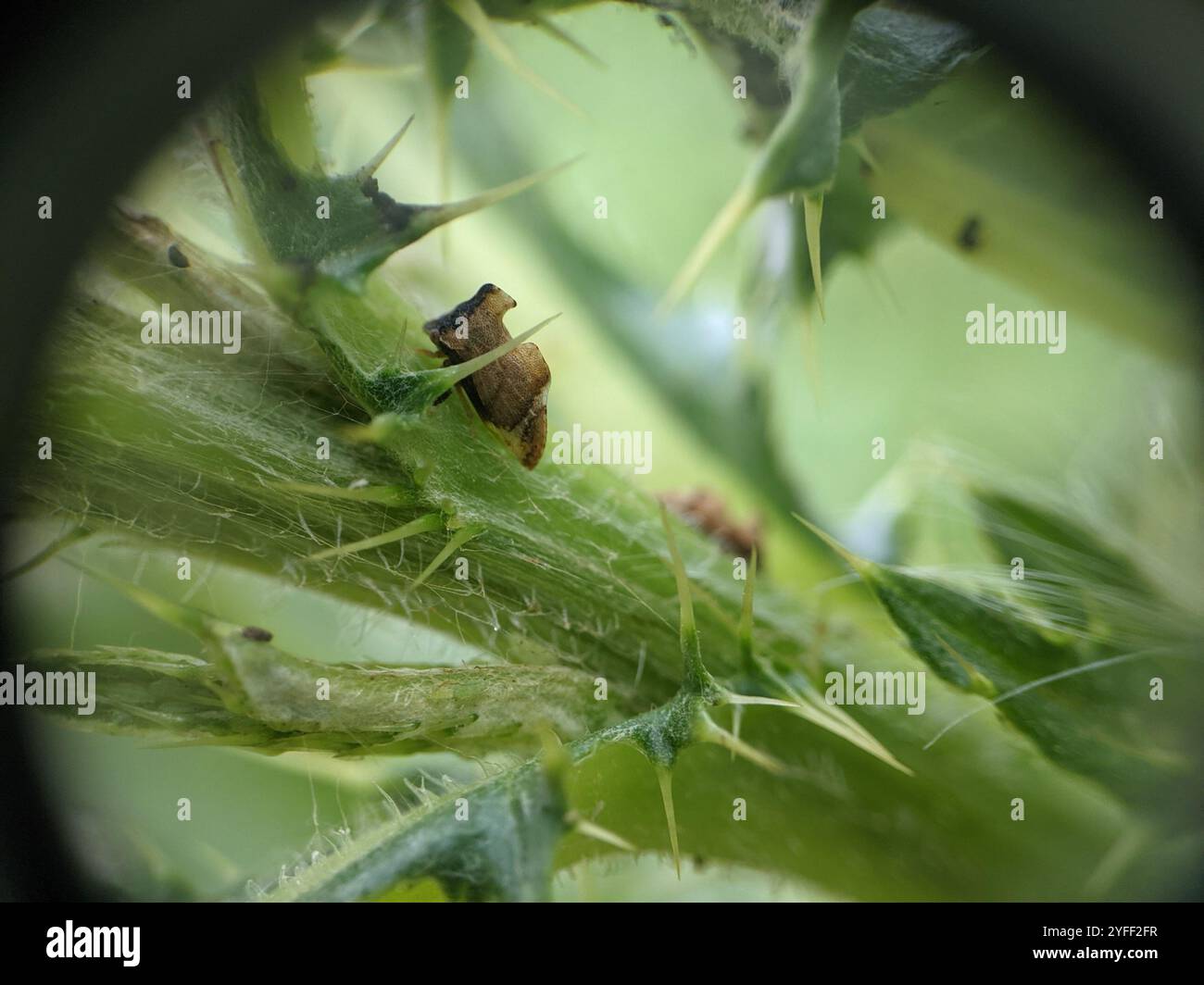 Keeled Treehopper (Entylia carinata Stock Photo - Alamy
