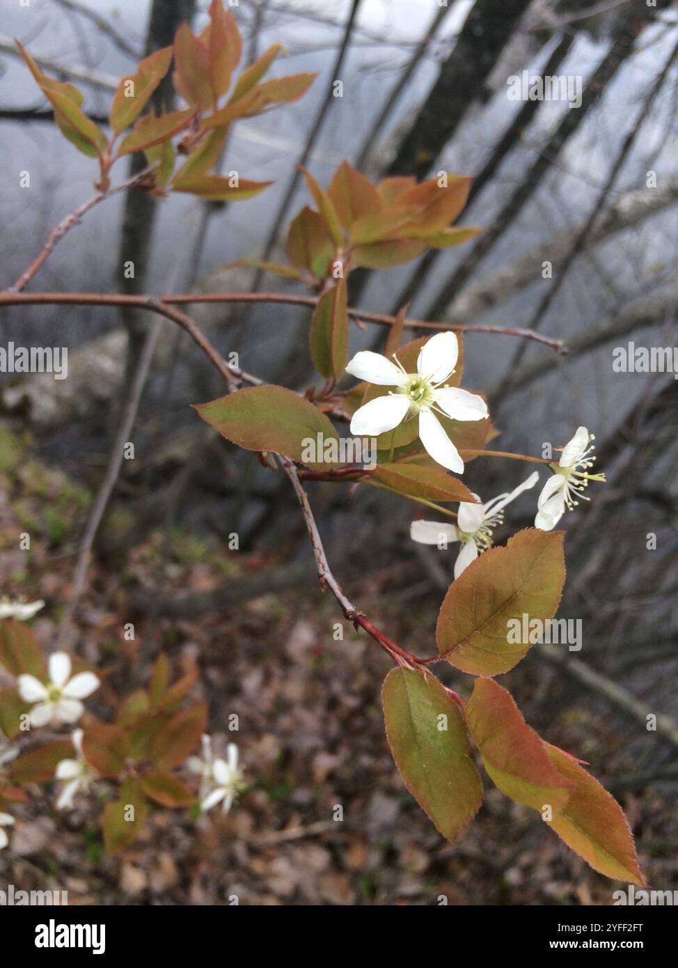 (Amelanchier × neglecta Stock Photo - Alamy