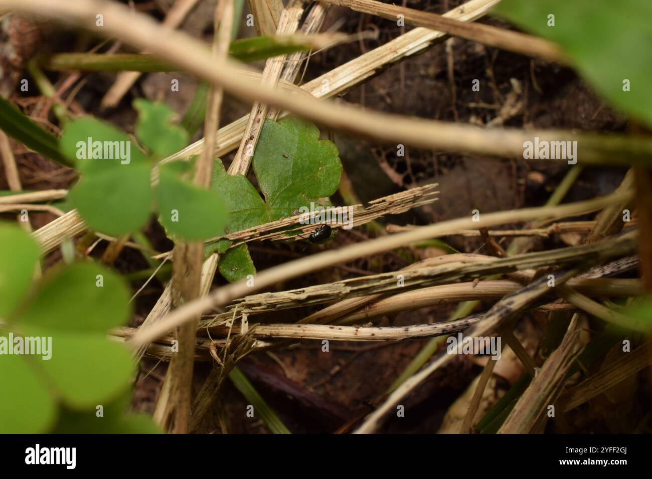 Scelionidae hi-res stock photography and images - Alamy