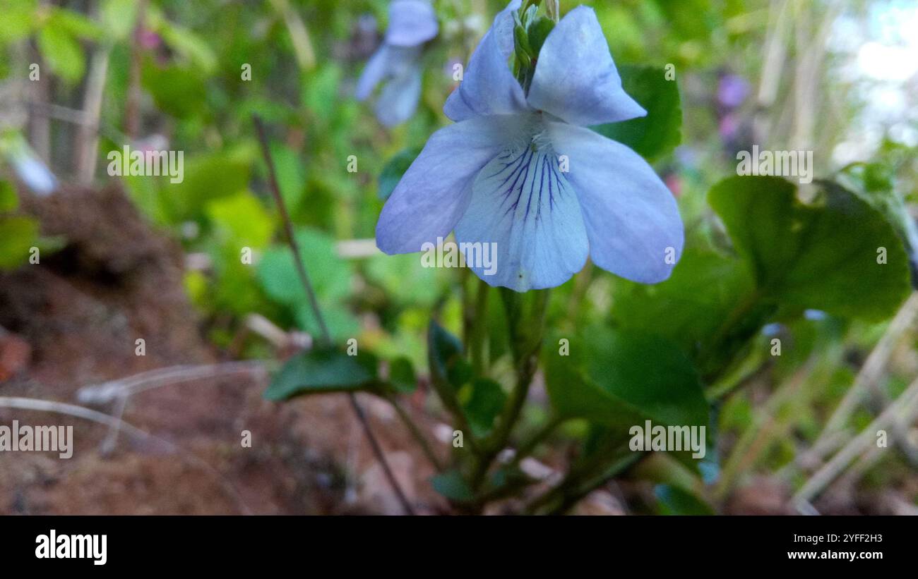 Heath Dog-Violet (Viola canina Stock Photo - Alamy