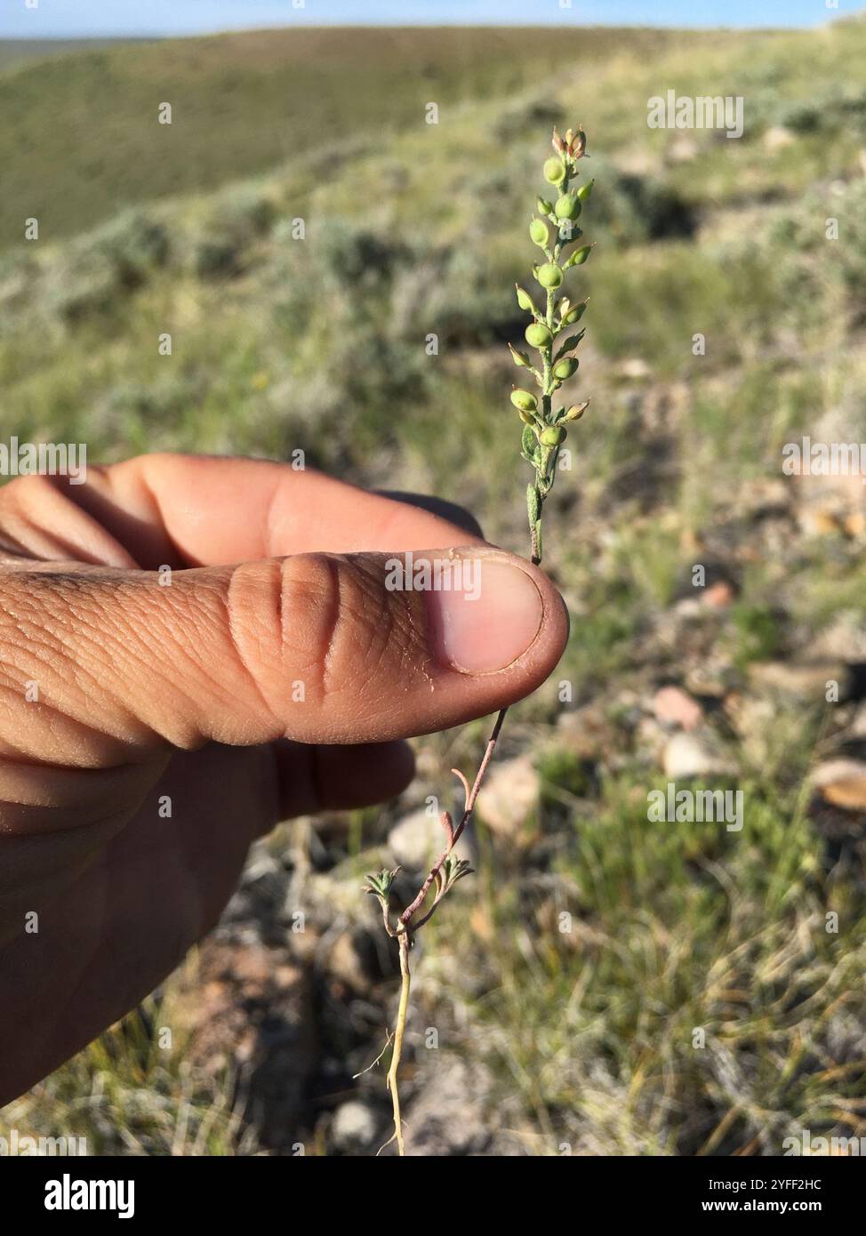 desert madwort (Alyssum desertorum Stock Photo - Alamy