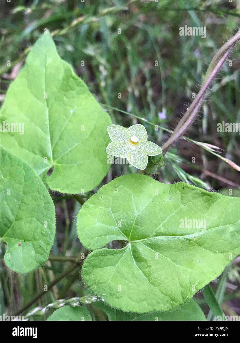 Pearl Milkweed (Matelea reticulata Stock Photo - Alamy