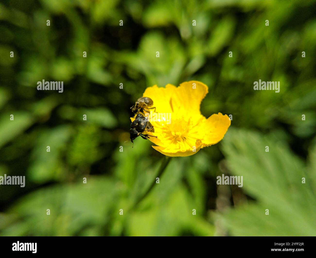 Iris weevil (Mononychus punctumalbum Stock Photo - Alamy