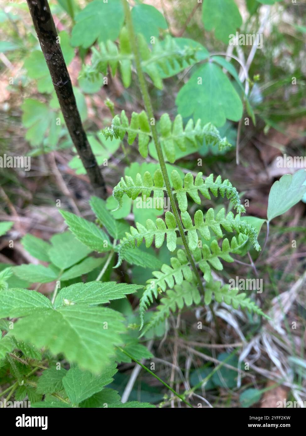 Eastern American marsh fern (Thelypteris palustris pubescens Stock ...