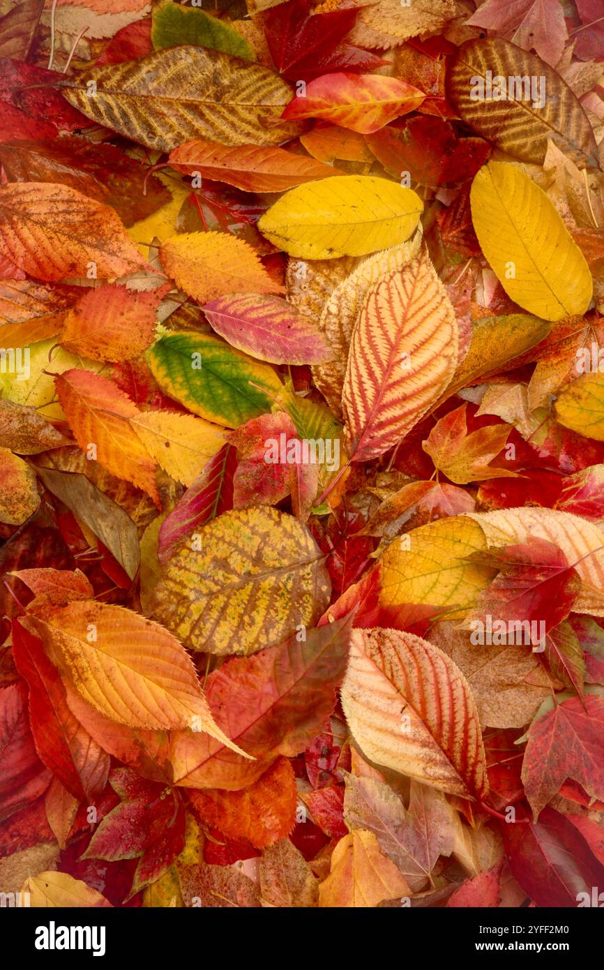 Autumn leaf collage Stock Photo - Alamy