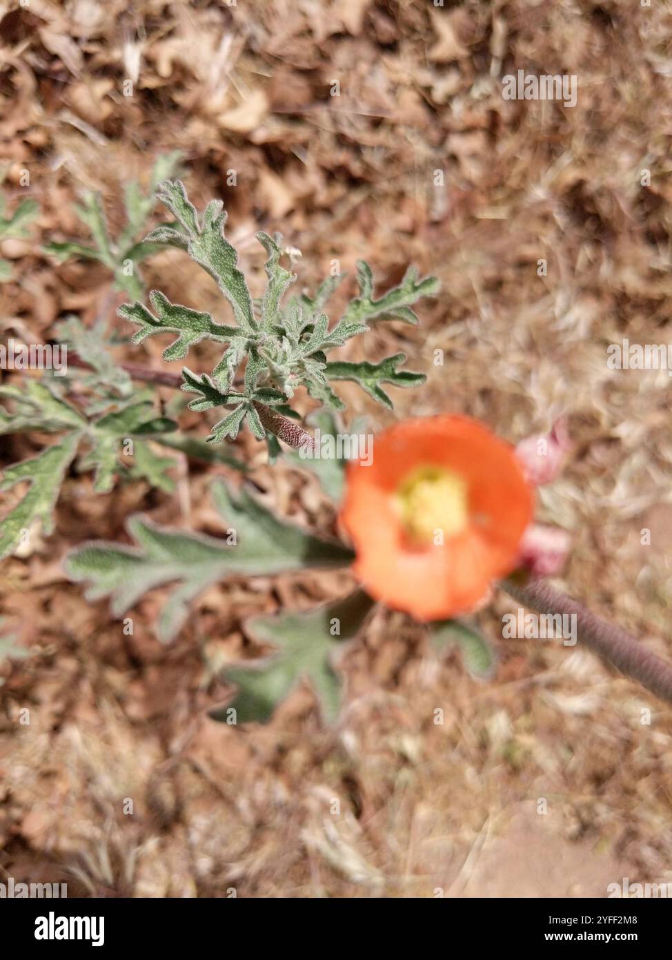 Scarlet globemallow sphaeralcea coccinea hi-res stock photography and ...