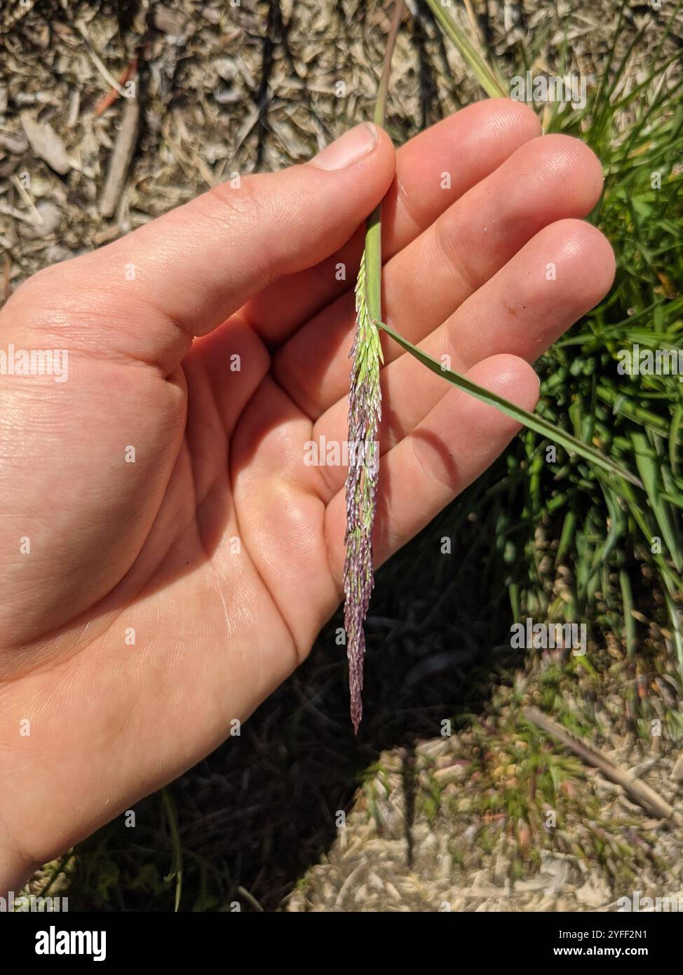 canadian bluejoint (Calamagrostis canadensis Stock Photo - Alamy