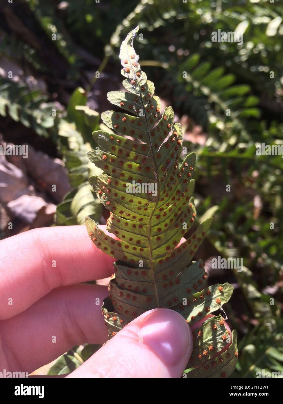 rock polypody (Polypodium virginianum Stock Photo - Alamy