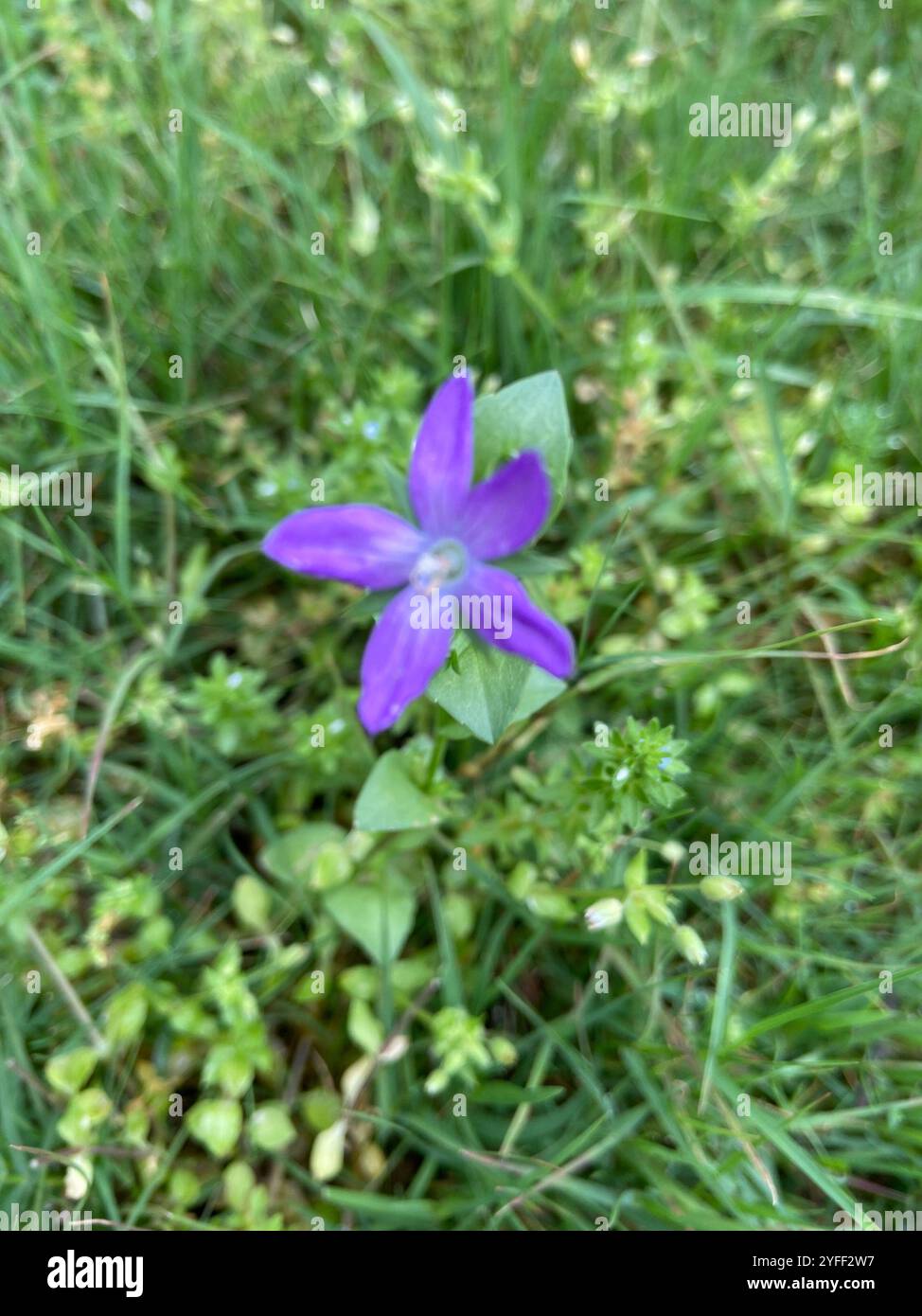 Venus's looking-glass (Triodanis biflora Stock Photo - Alamy