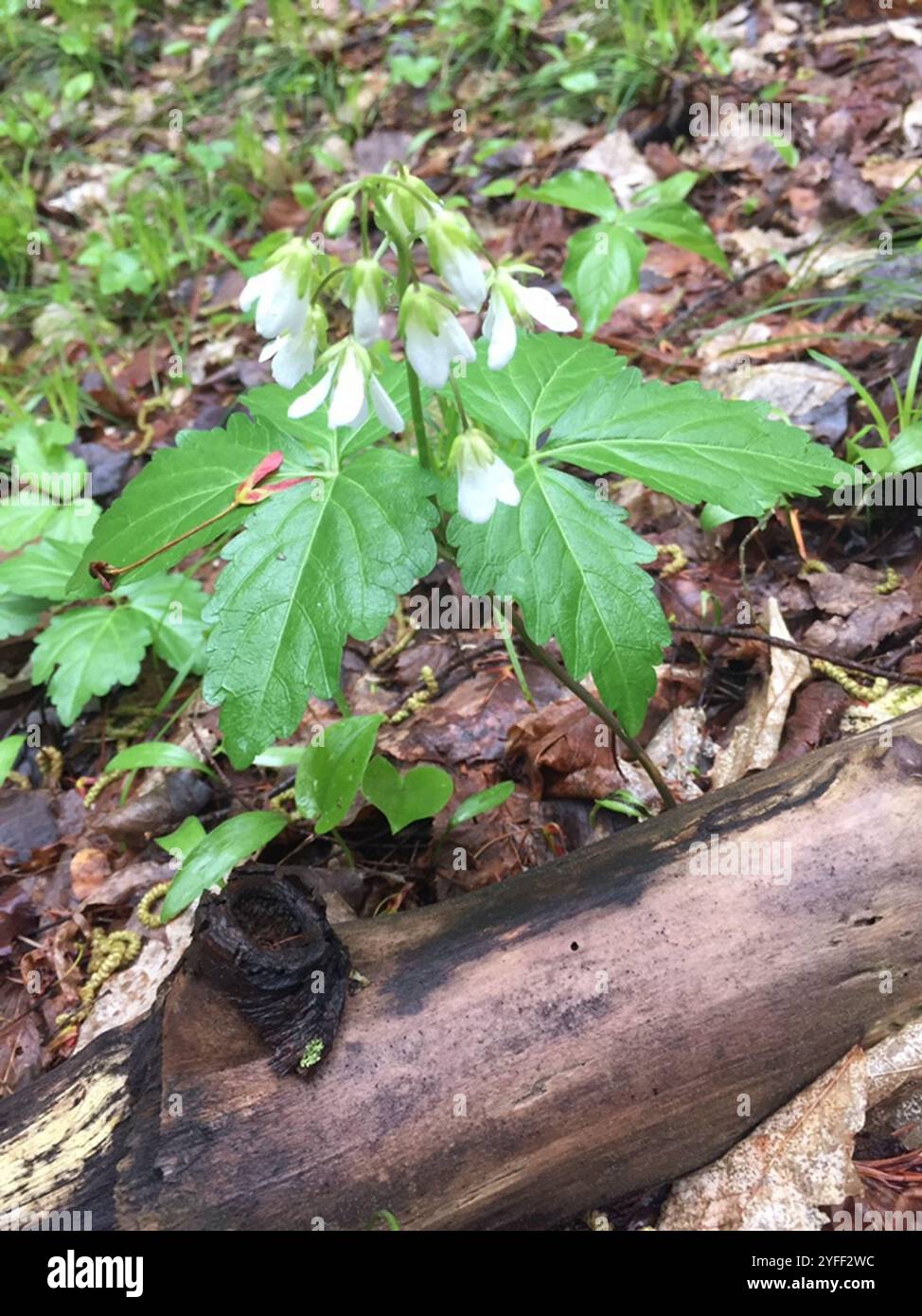 Two-leaved Toothwort (Cardamine diphylla Stock Photo - Alamy