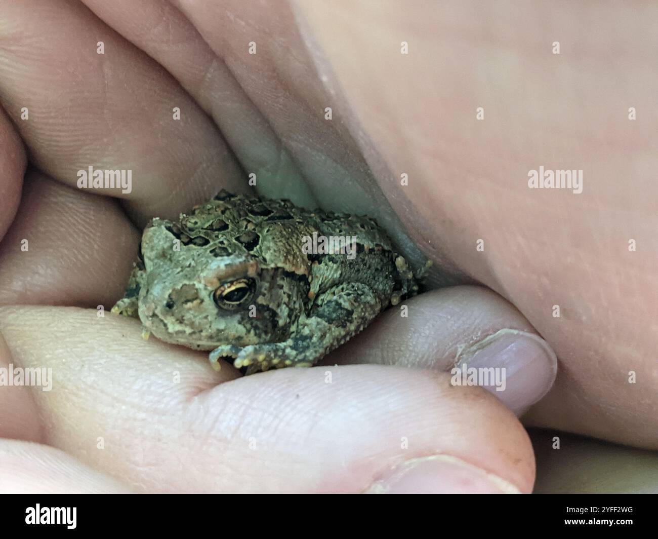 North American Toads (Anaxyrus Stock Photo - Alamy