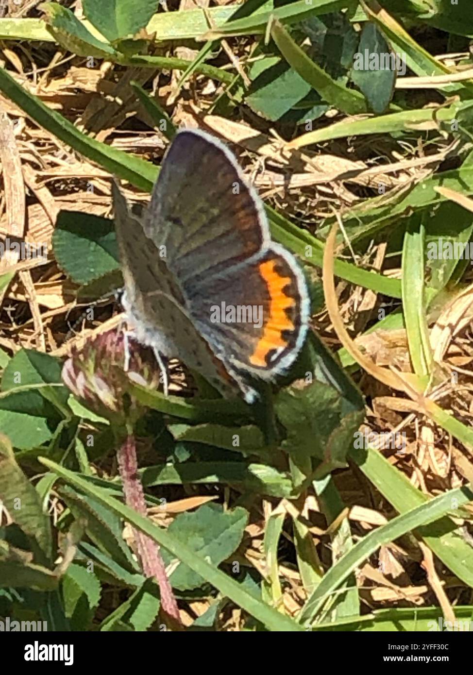 Acmon Blue (Icaricia acmon Stock Photo - Alamy