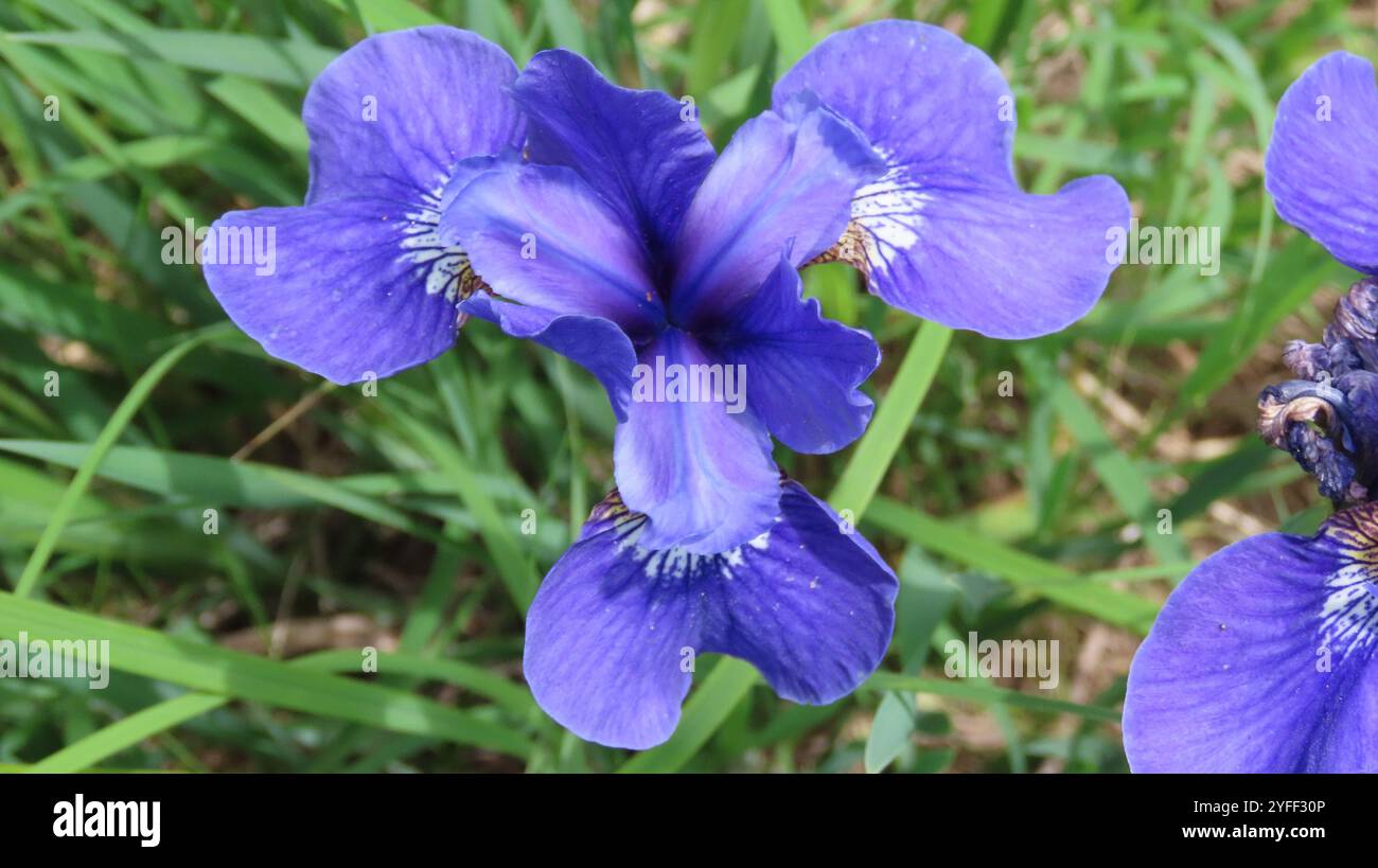 Siberian Irises (Limniris Stock Photo - Alamy