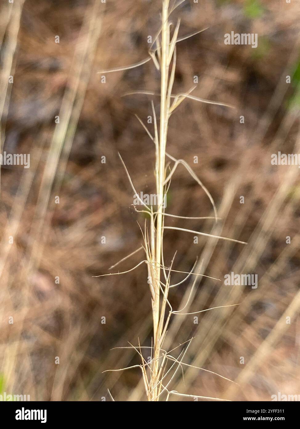 Wire grass (Aristida stricta Stock Photo - Alamy