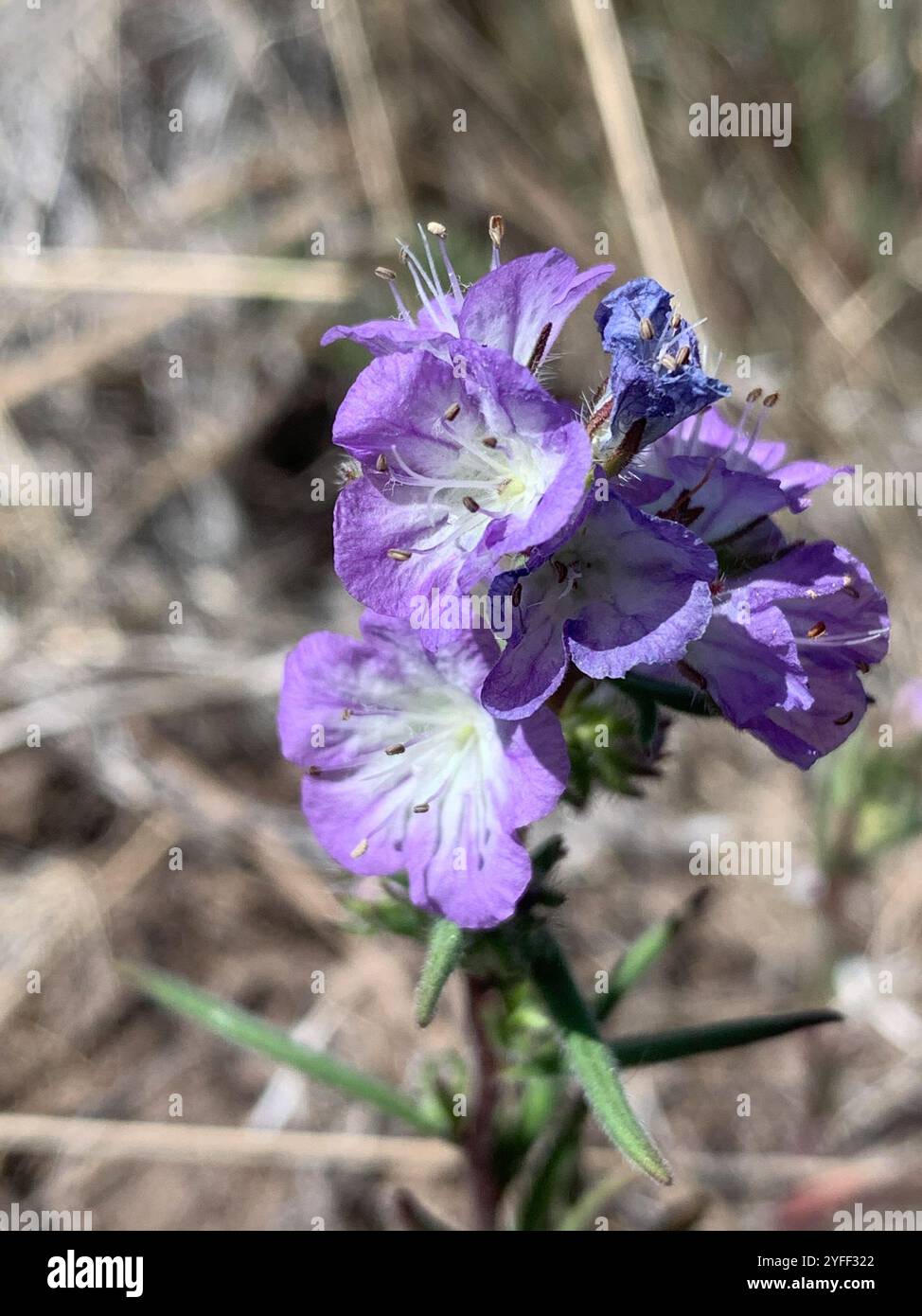 Linearleaf Phacelia (Phacelia linearis Stock Photo - Alamy
