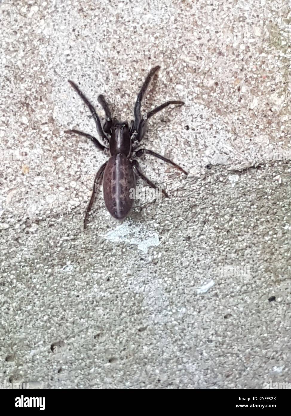 Segestria florentina hi-res stock photography and images - Alamy