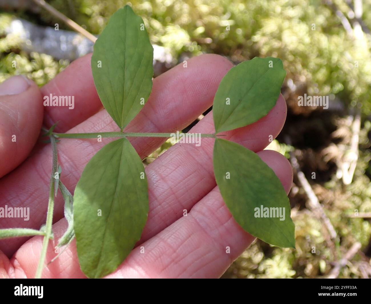Sierra Nevada Peavine (Lathyrus nevadensis Stock Photo - Alamy