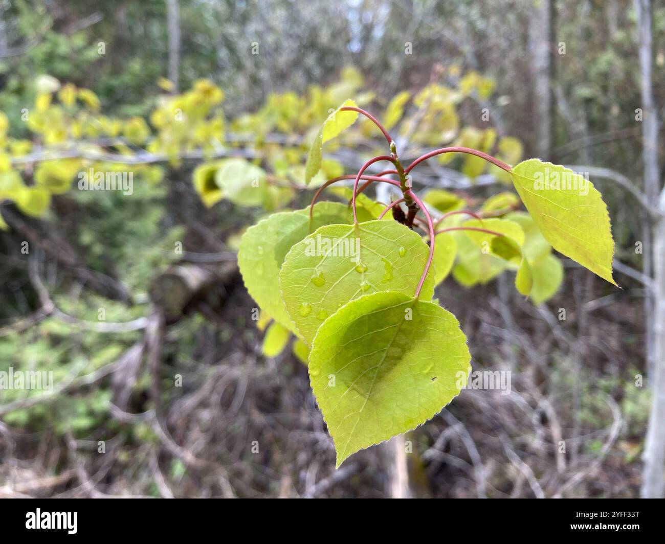 trembling aspen (Populus tremuloides Stock Photo - Alamy