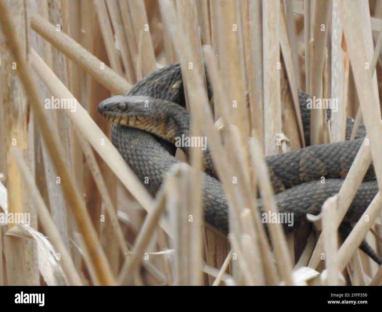 Common Watersnake (Nerodia sipedon Stock Photo - Alamy