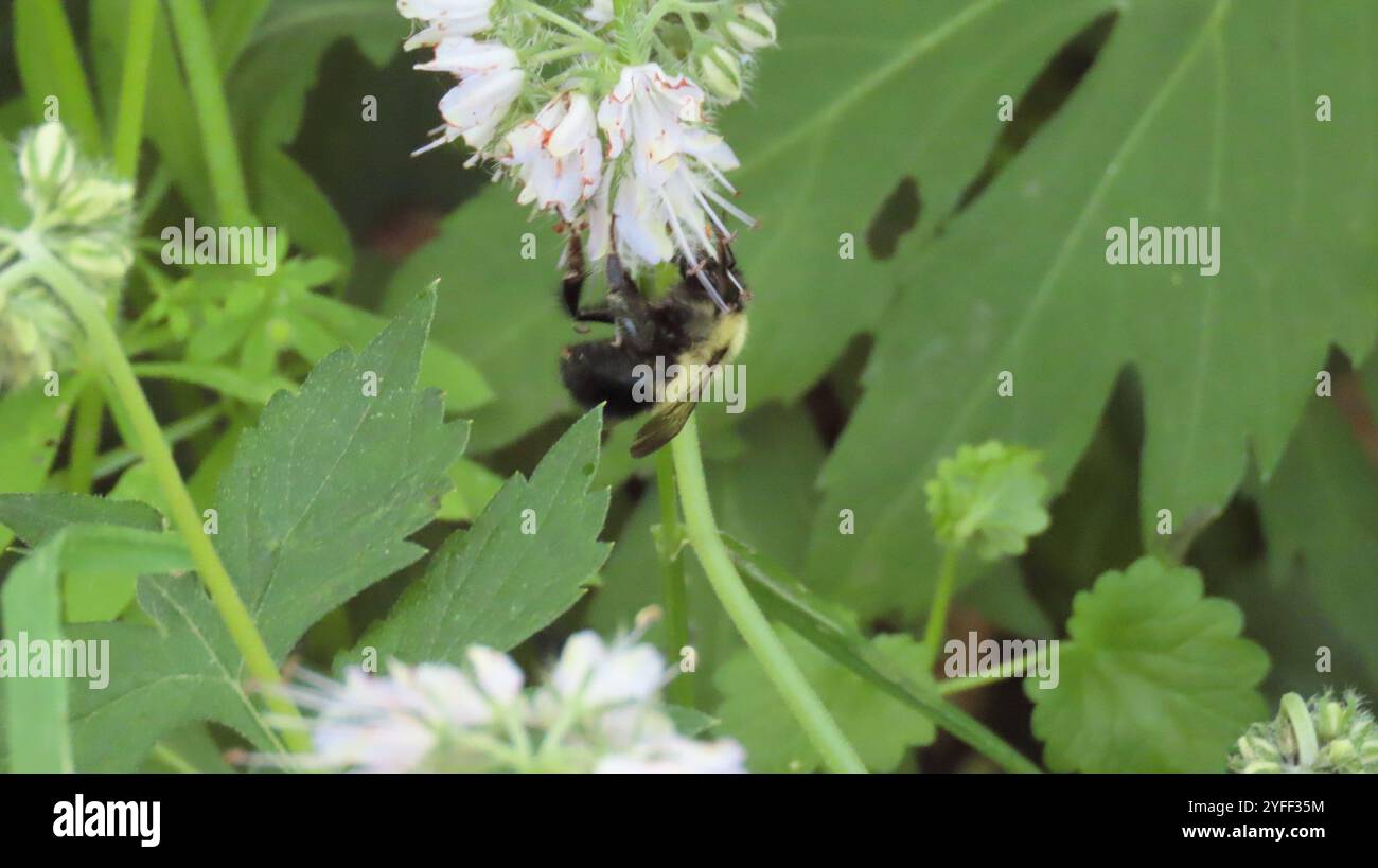 Half-black Bumble Bee (Bombus vagans Stock Photo - Alamy