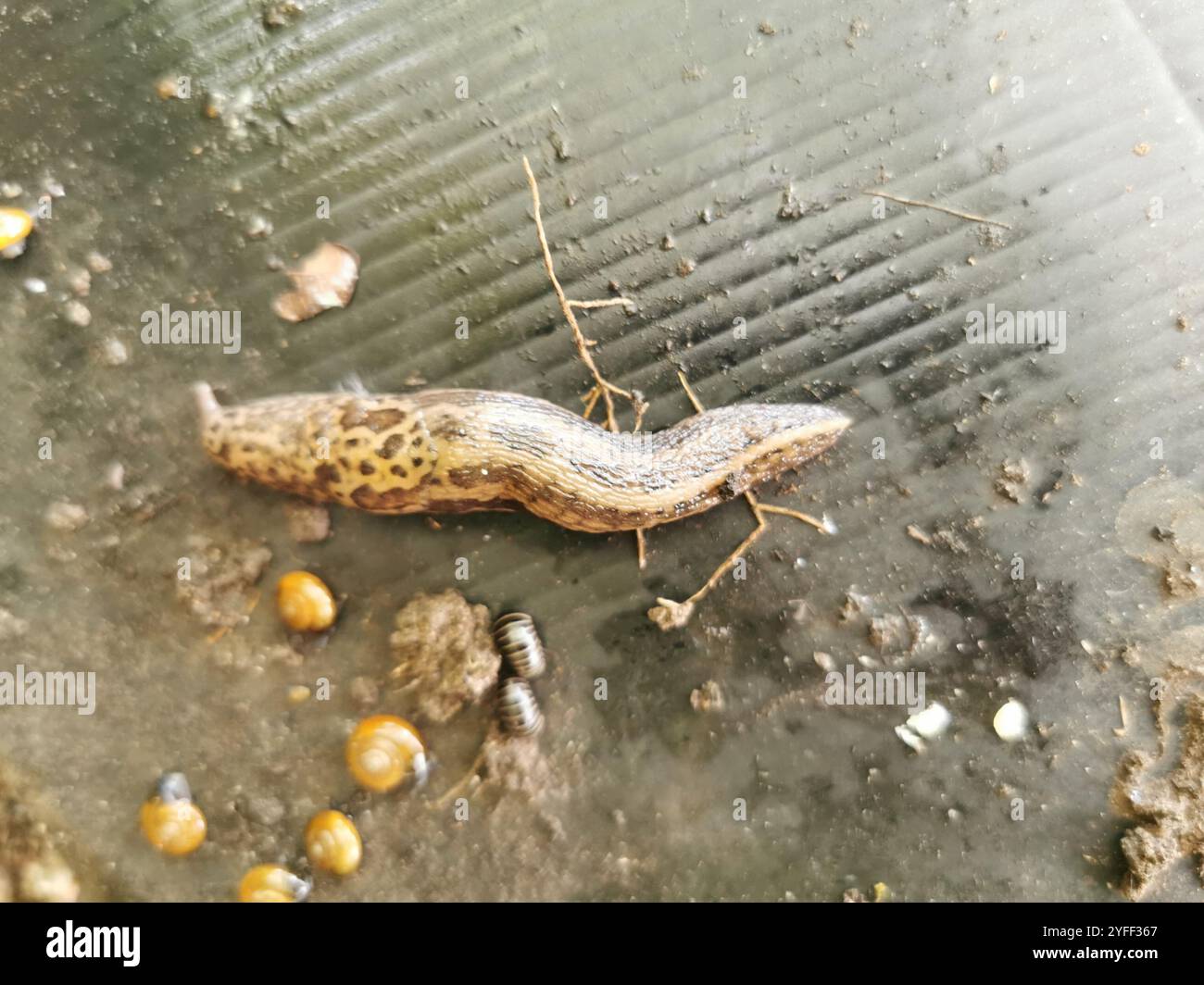 Leopard Slug (Limax maximus Stock Photo - Alamy