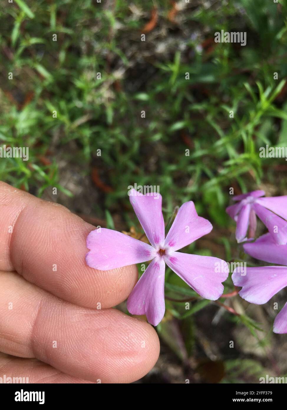 trailing phlox (Phlox nivalis Stock Photo - Alamy