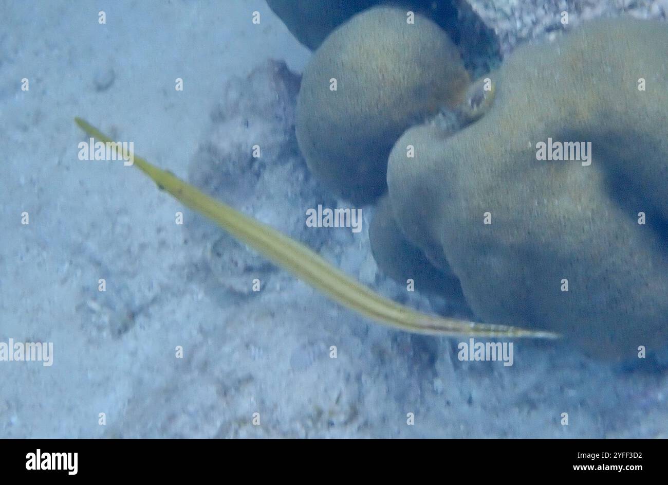 Western Atlantic Trumpetfish (Aulostomus maculatus Stock Photo - Alamy
