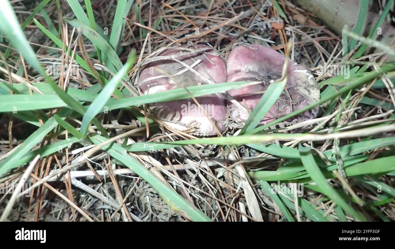 Primrose Brittlegill (Russula sardonia Stock Photo - Alamy