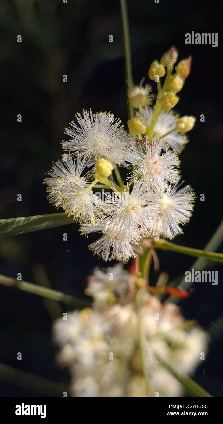 Sweet Wattle (Acacia suaveolens Stock Photo - Alamy