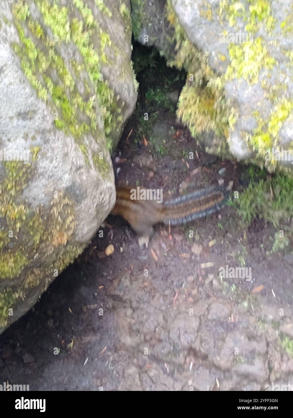 Townsend's Chipmunk (Neotamias townsendii Stock Photo - Alamy