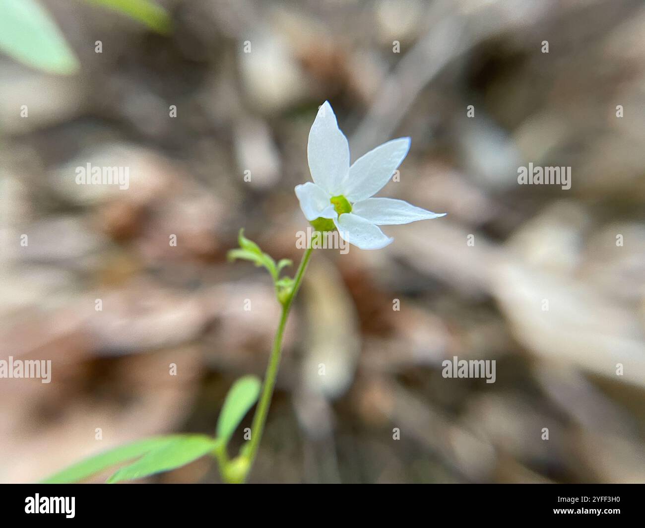 hillside woodland star (Lithophragma heterophyllum Stock Photo - Alamy