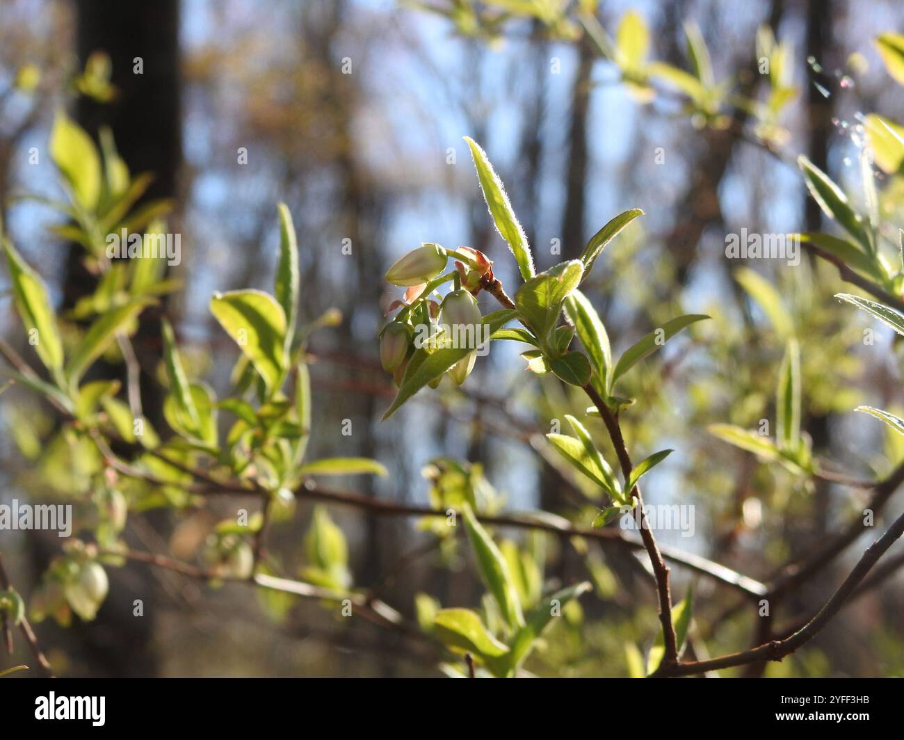 Northern highbush blueberry (Vaccinium corymbosum Stock Photo - Alamy